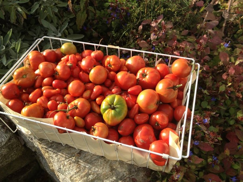 The Five Very Best Tips for Preserving Tomatoes – Salt from the Earth